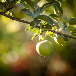 When Did the Fall Actually Happen? (Father Simon Says) - Relevant Radio